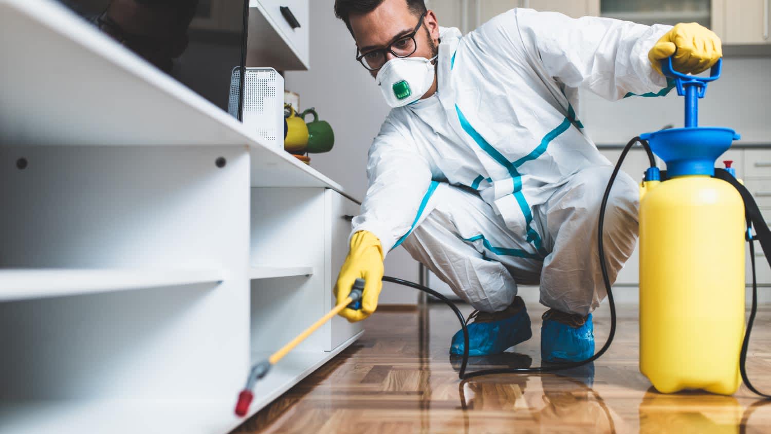 Who Should I Hire to Exterminate Ants? | Angi