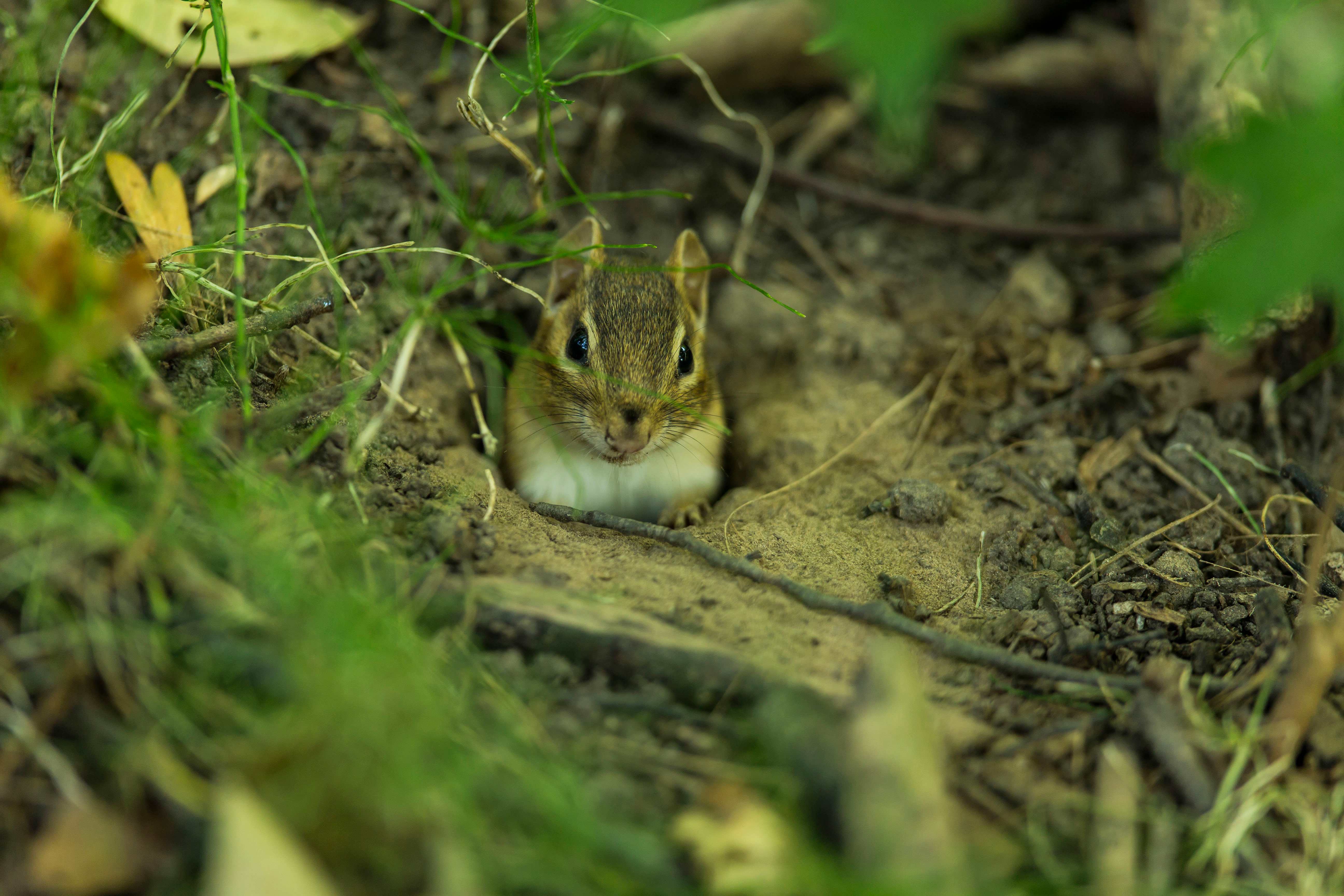 Chipmunk Holes vs. Snake Holes: What’s the Difference? | Angi