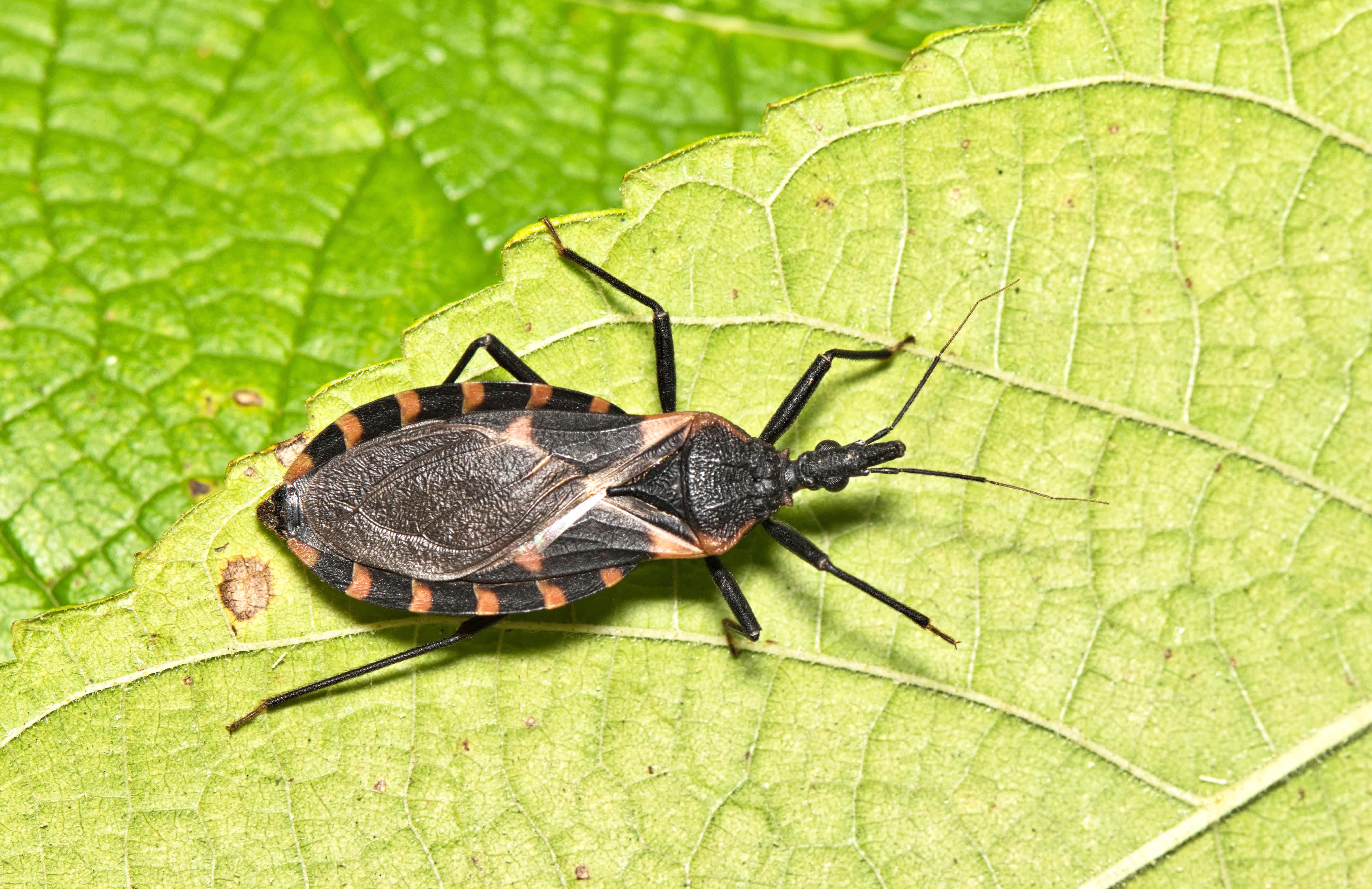 Kissing Bug vs. Stink Bug: What’s the Difference? | Angi