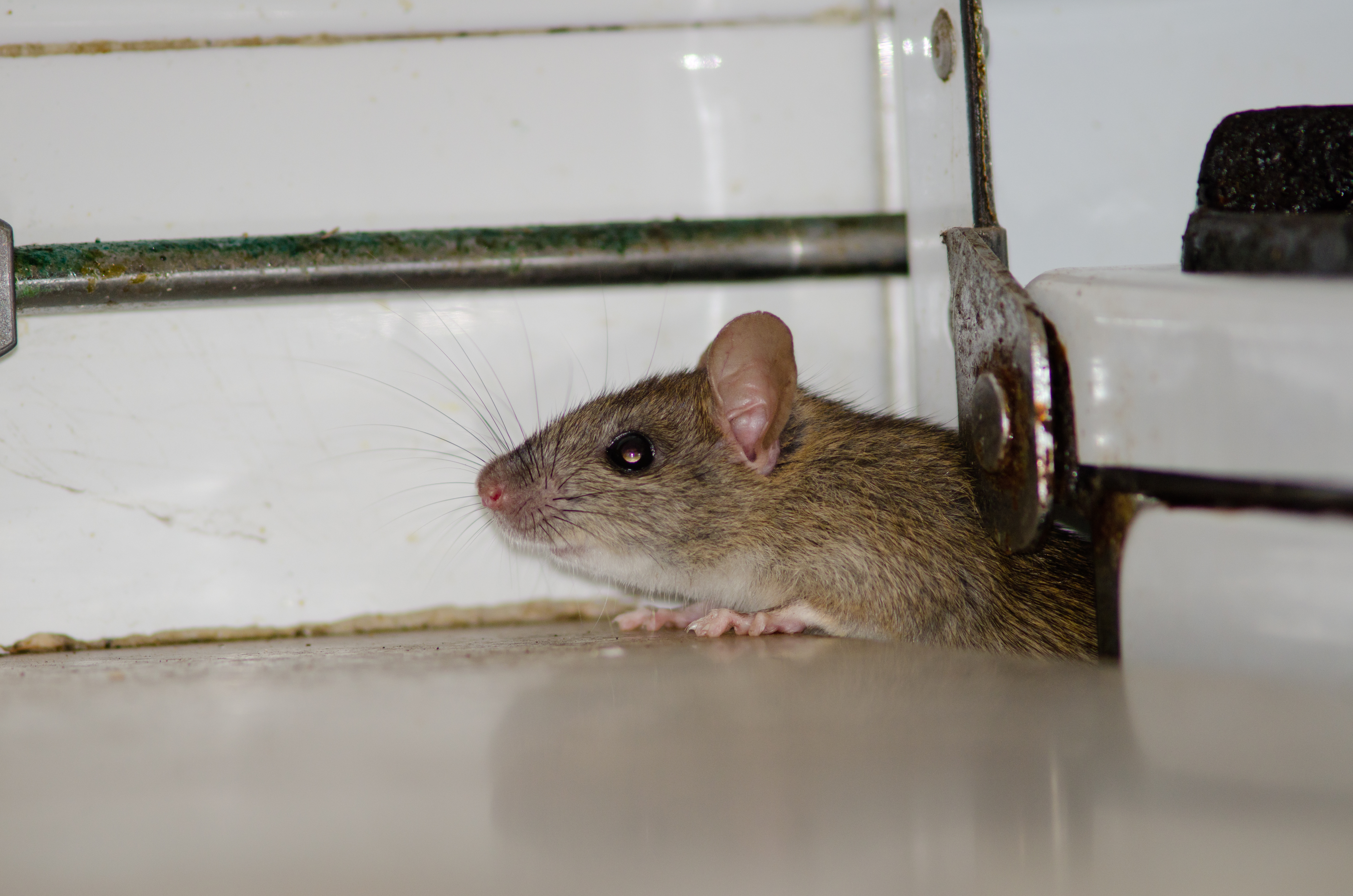 Hire the Best Local Rodent pest control pros Near Me with Reviews | Angi