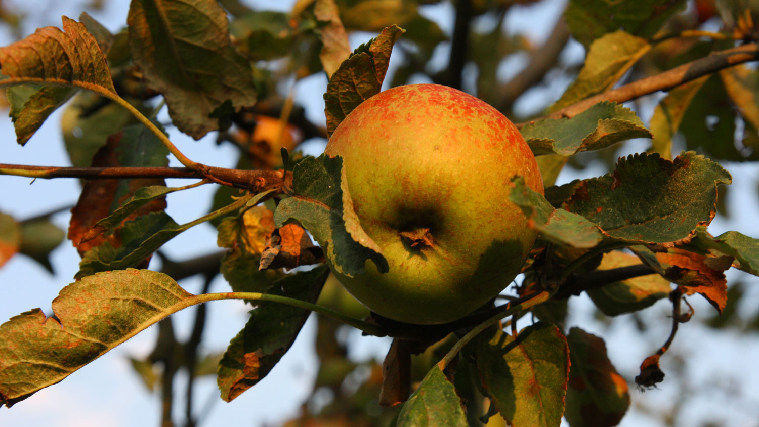 Fire Blight Disease: Definition, Symptoms and Solutions | Angi