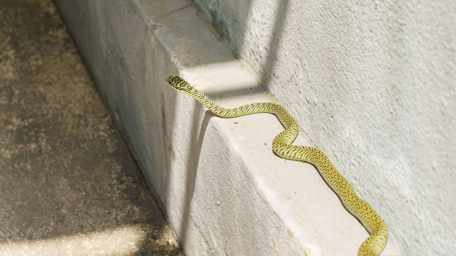 Who To Call For Snake Removal | Angi