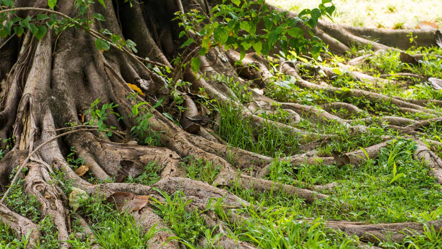 Can I Cut Tree Roots On My Property? Tree Root Laws | Angi