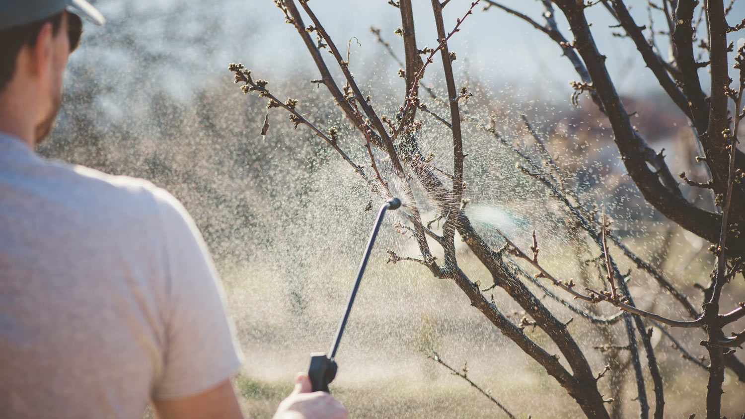 Who Do I Hire To Spray My Trees? | Angi
