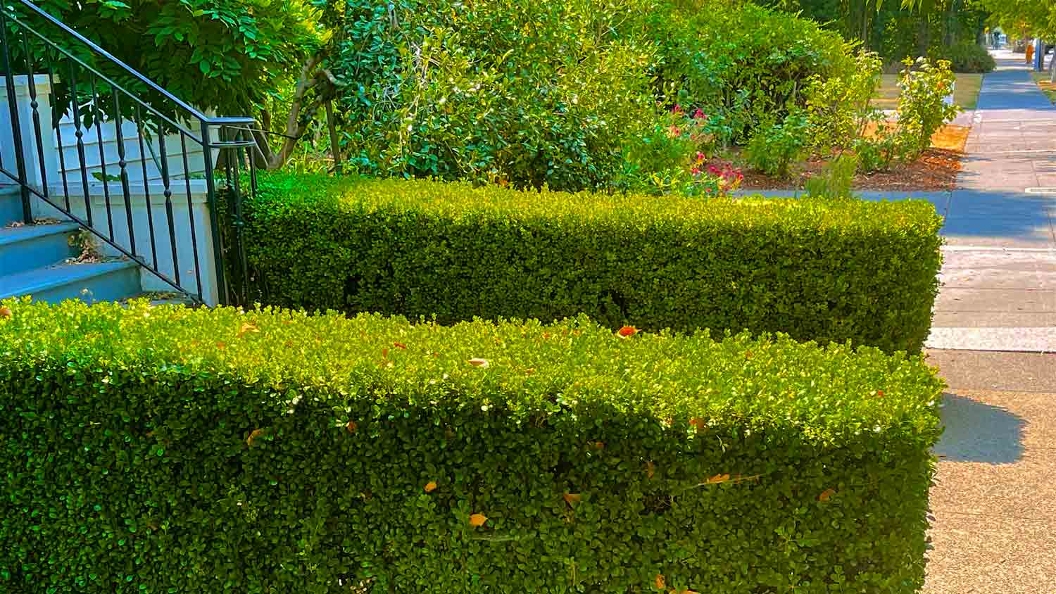 Types Of Privet Hedges: What to Know About Privets | Angi
