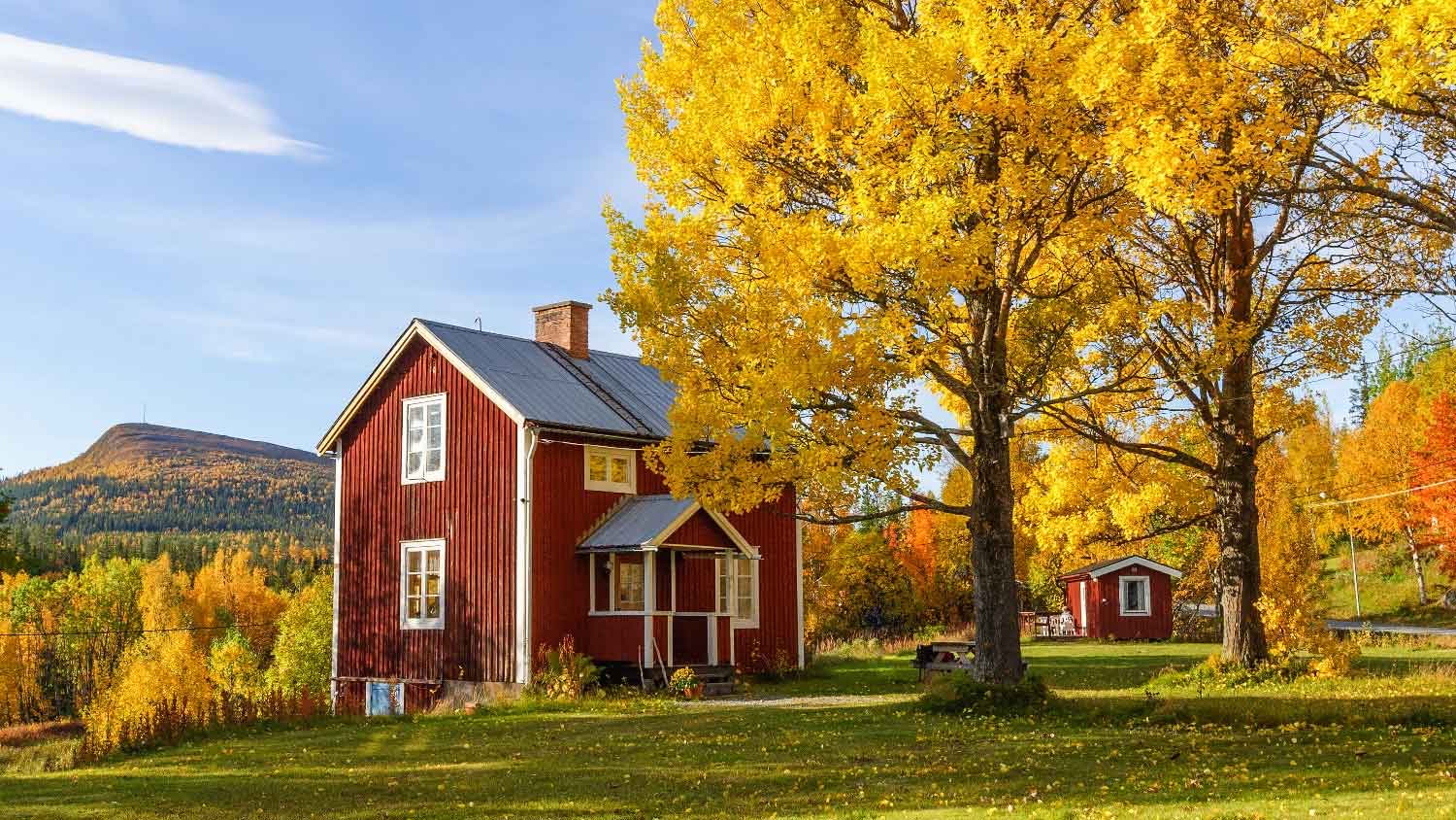 3 Types Of Tree Felling Cuts | Angi