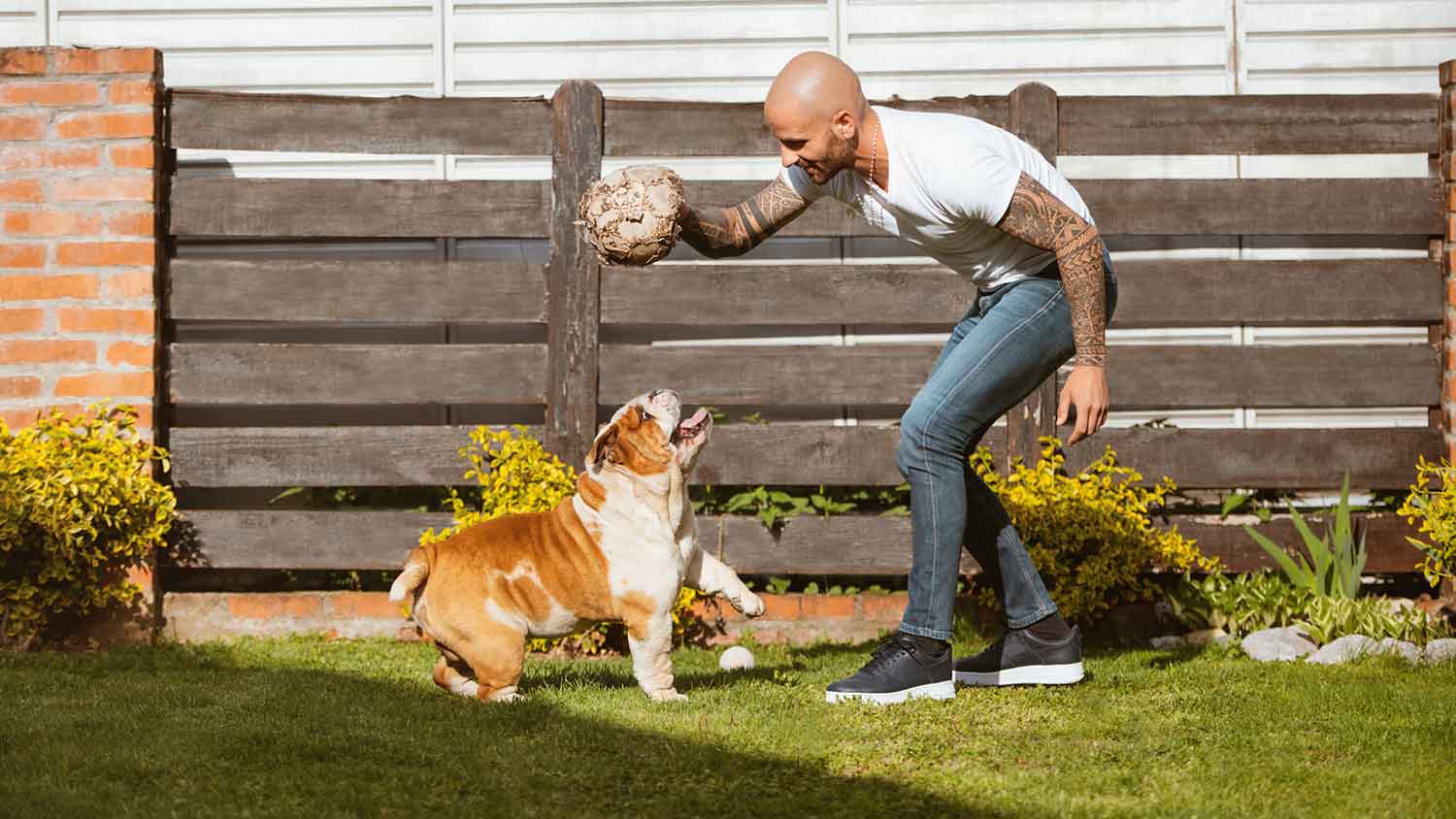 9 Tips to Keep Dogs From Digging Under the Fence | Angi