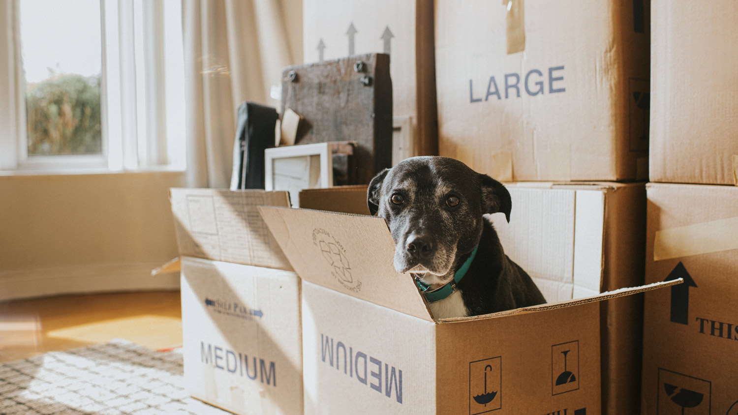 18 Moving Essentials Needed for Your Move | Angi