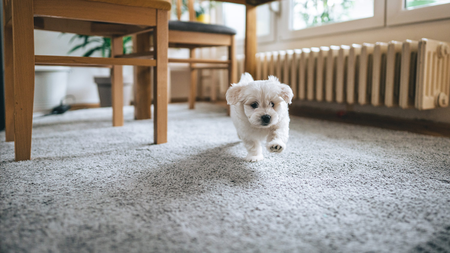 How to Dispose of Carpet 5 Different Ways | Angi