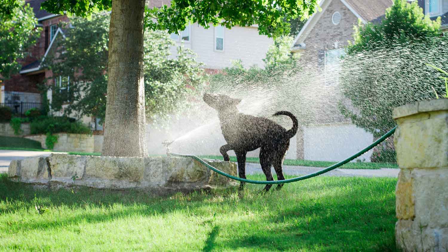 How To Grow Grass With Your Dogs | Angi