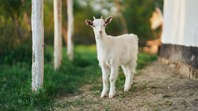 Rent a Goat for Land Clearing | Angi