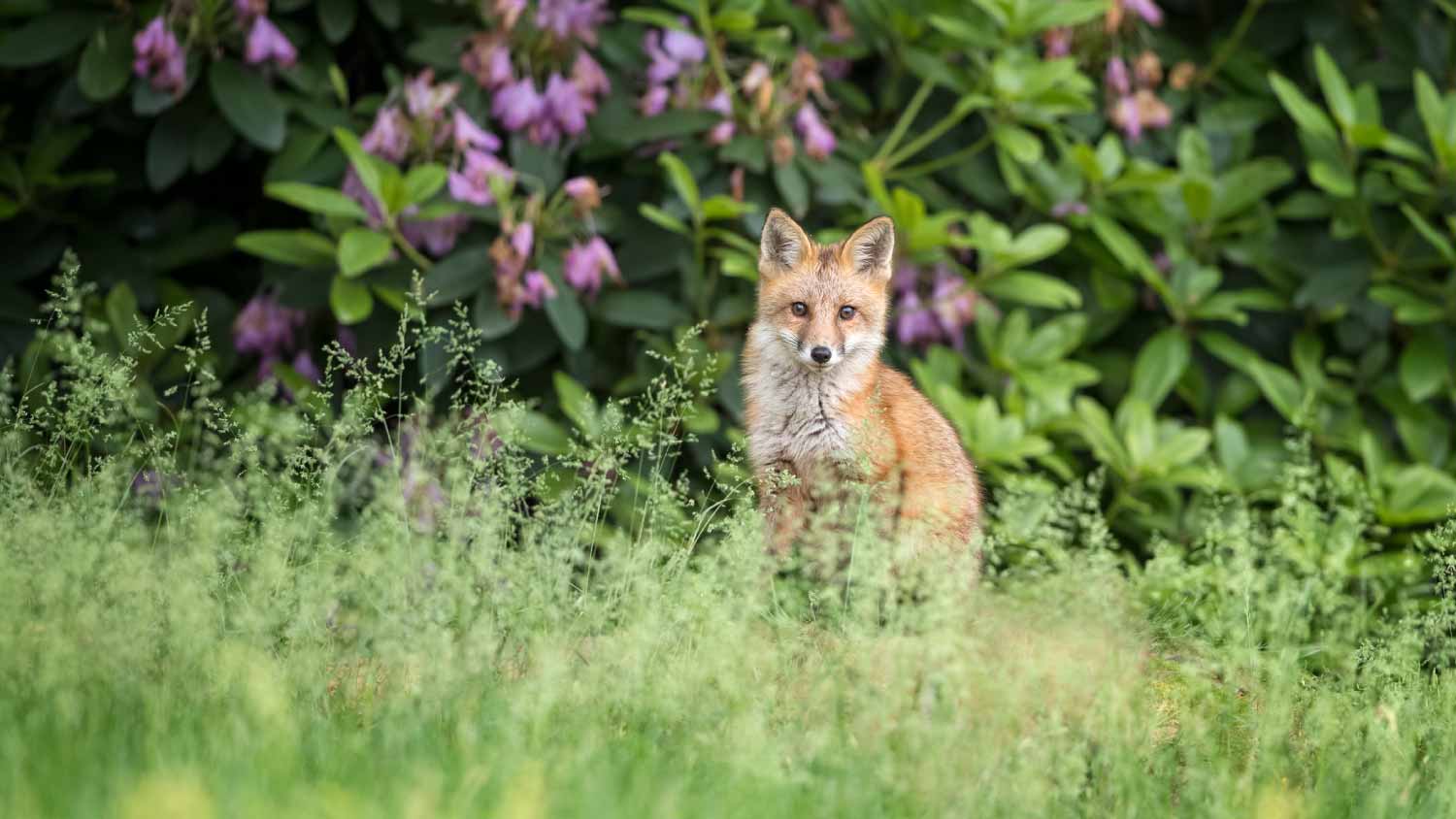 What Is the Best Bait for Foxes? | Angi