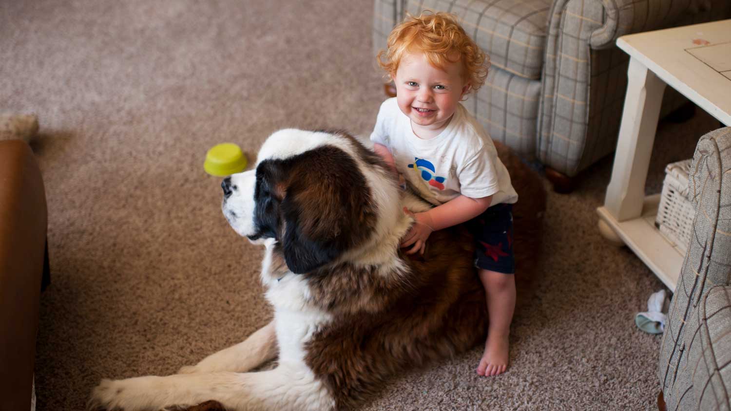 What Is the Best Carpet for Kids and Pets? | Angi