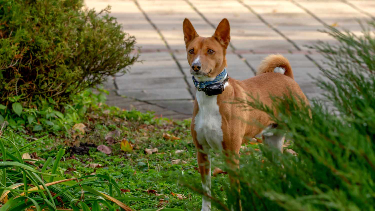 How to Find a Break In an Invisible Dog Fence | Angi