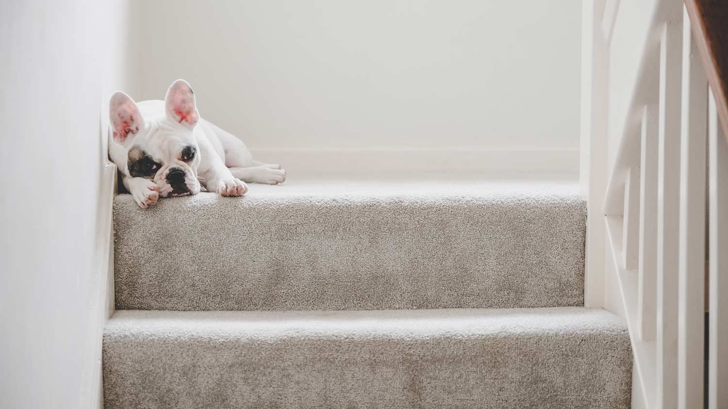 Is Moisture Barrier Carpet Padding Worth It? | Angi