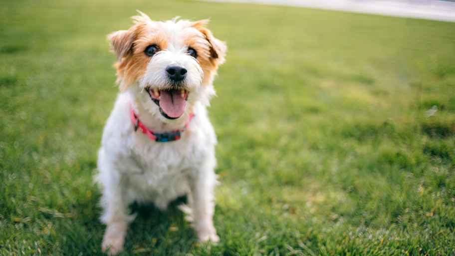 6 Signs of Too Much Nitrogen in Your Lawn | Angi