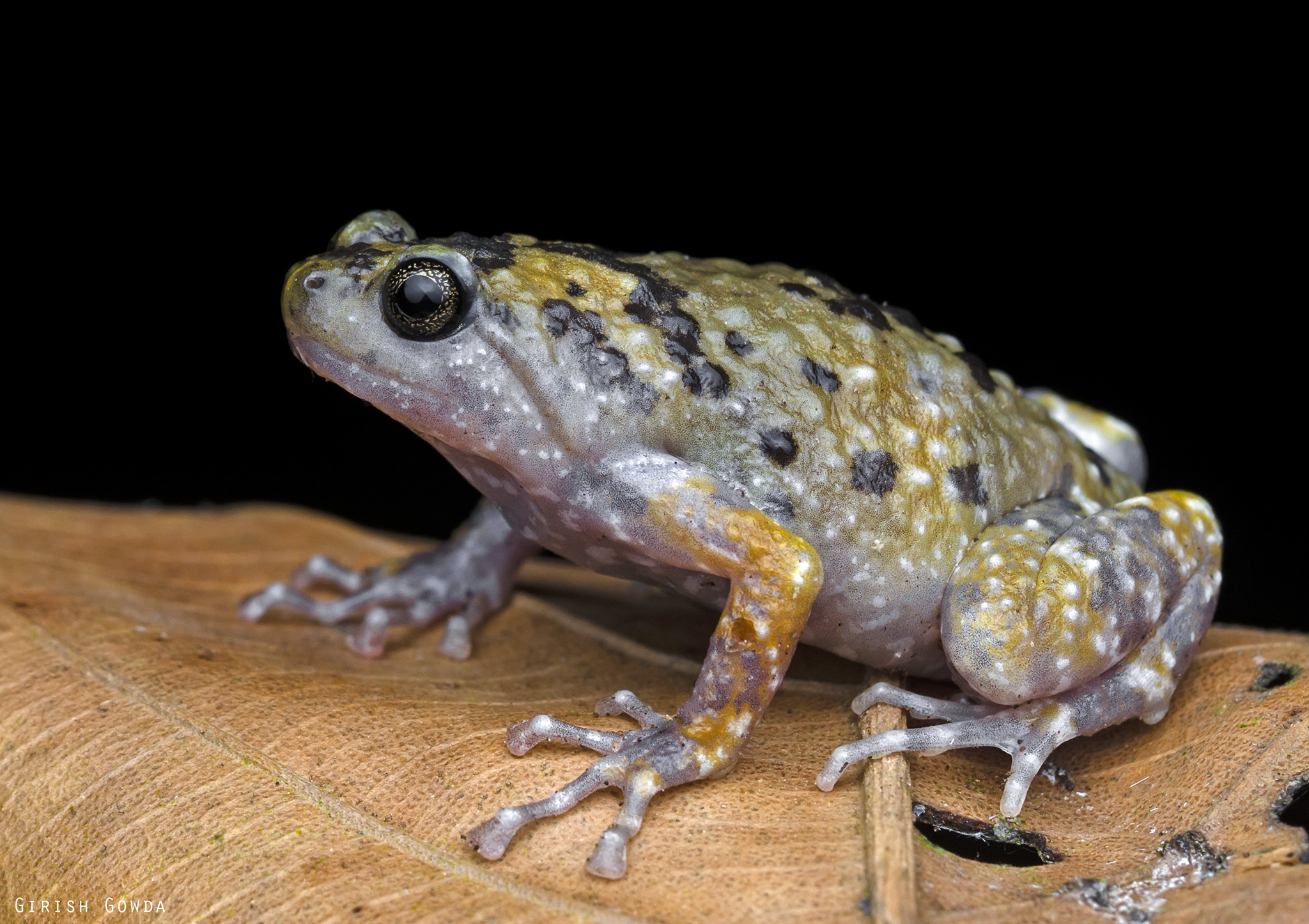 Indian Dot Frog (Uperodon mormorata) | Animal Information | Animal ...