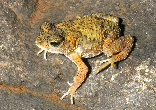 Amboli Lateritic Toad (Xanthophryne tigerina) | Animal Information ...