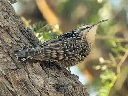 Indian Spotted Creeper (Salpornis spilonota) | Animal Information ...
