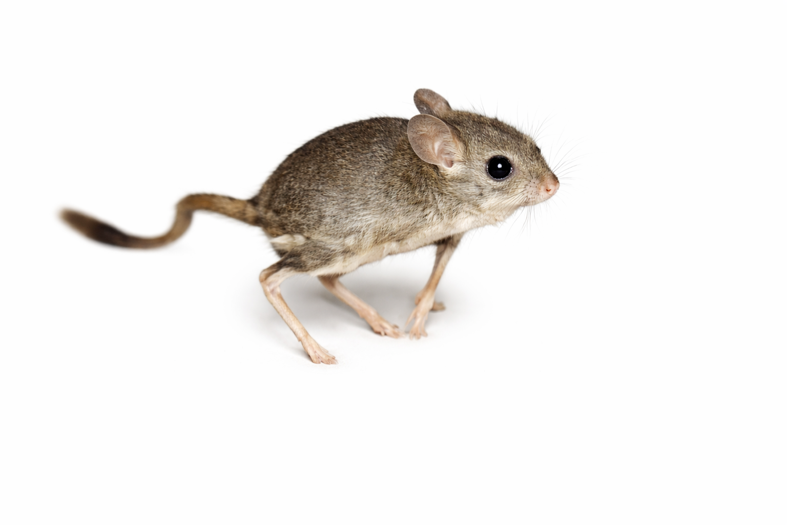 Severtzov's Jerboa (Allactaga severtzovi) | Animal Information | Animal ...