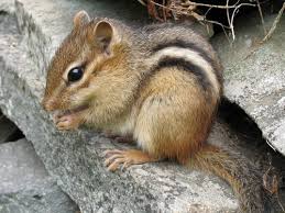 Sonoma Chipmunk (Neotamias sonomae) | Animal Information | Animal ...