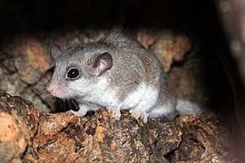 Spectacled African Dormouse (Graphiurus ocularis) | Animal Information ...