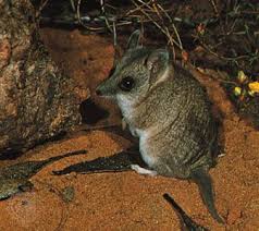 Mouse Bandicoot (Microperoryctes murinus) | Animal Information | Animal ...