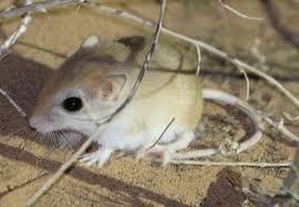 Pygmy Gerbil (Gerbillus henleyi) | Animal Information | Animal Information