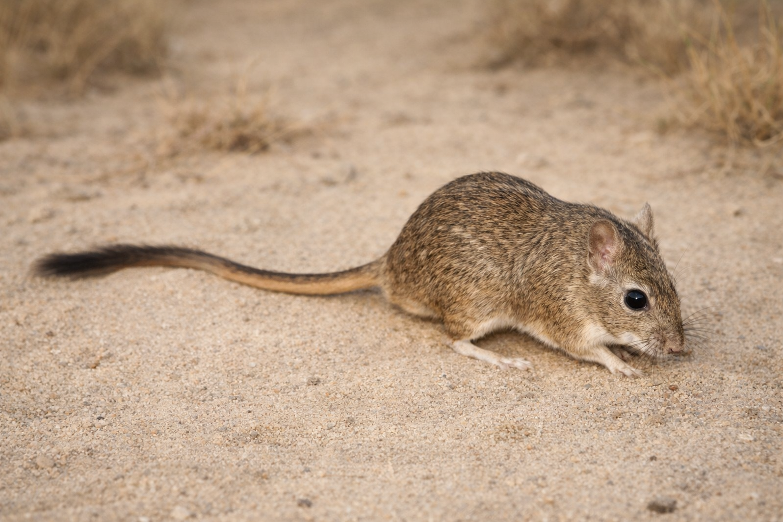 Persian Jird (Meriones persicus) | Animal Information | Animal Information