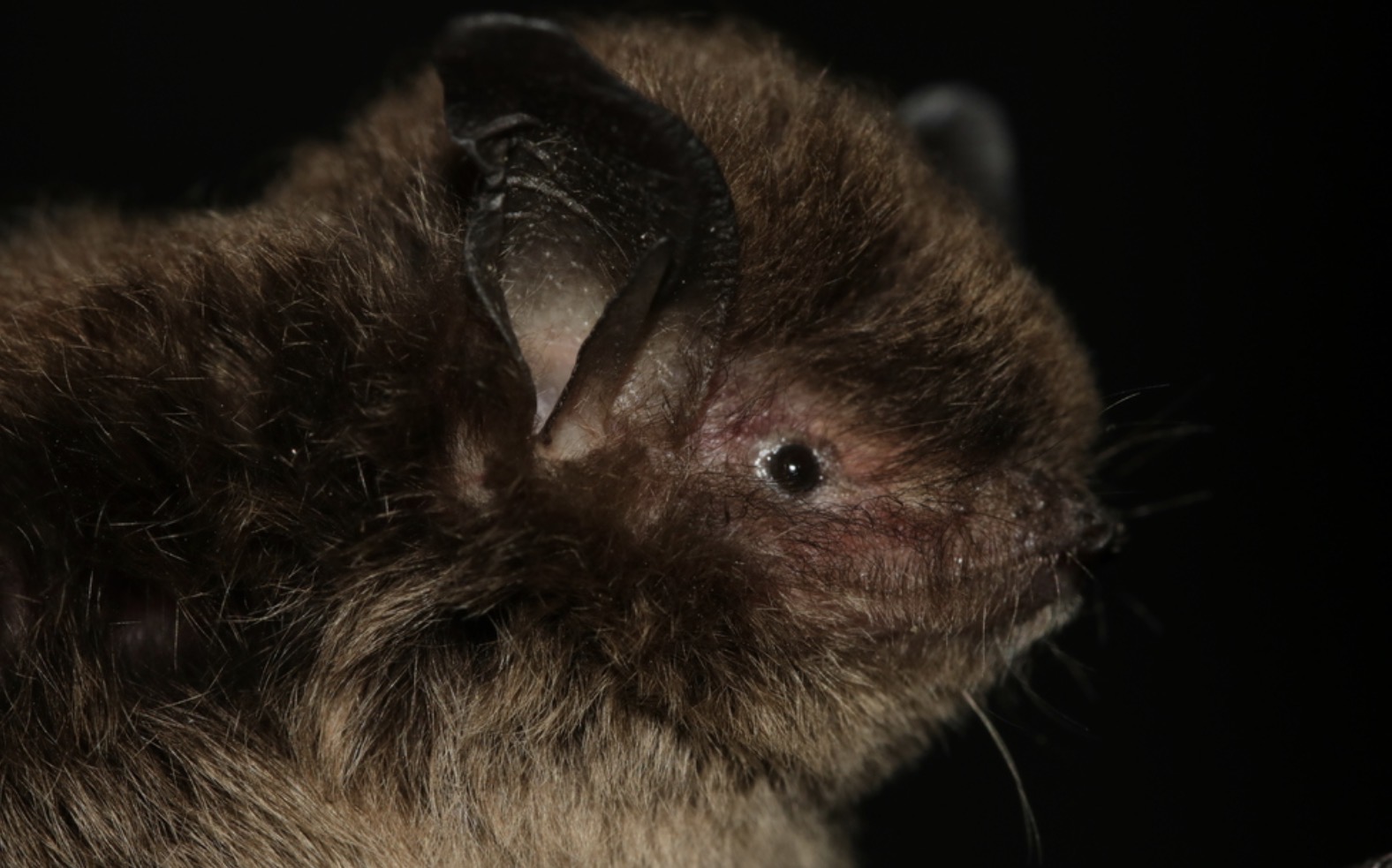 Montane Myotis (Myotis oxyotus) | Animal Information | Animal Information