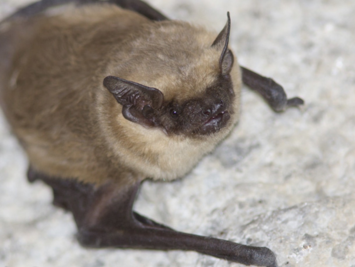 Isabelline Ghost Bat (Diclidurus isabella) | Animal Information ...