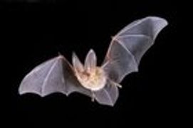How Do Bats See — Vision & Echolocation | Animal Information | Animal ...