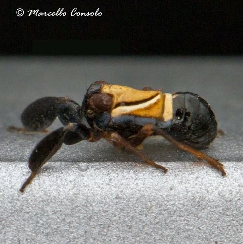 Which Animals Jump the Highest? Top Leapers | Animal Information ...