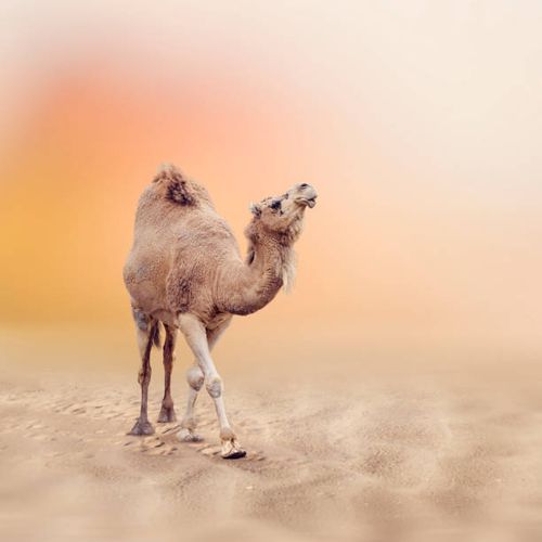 What Do Camel Humps Contain? - Camel Hump Facts | Animal Information ...