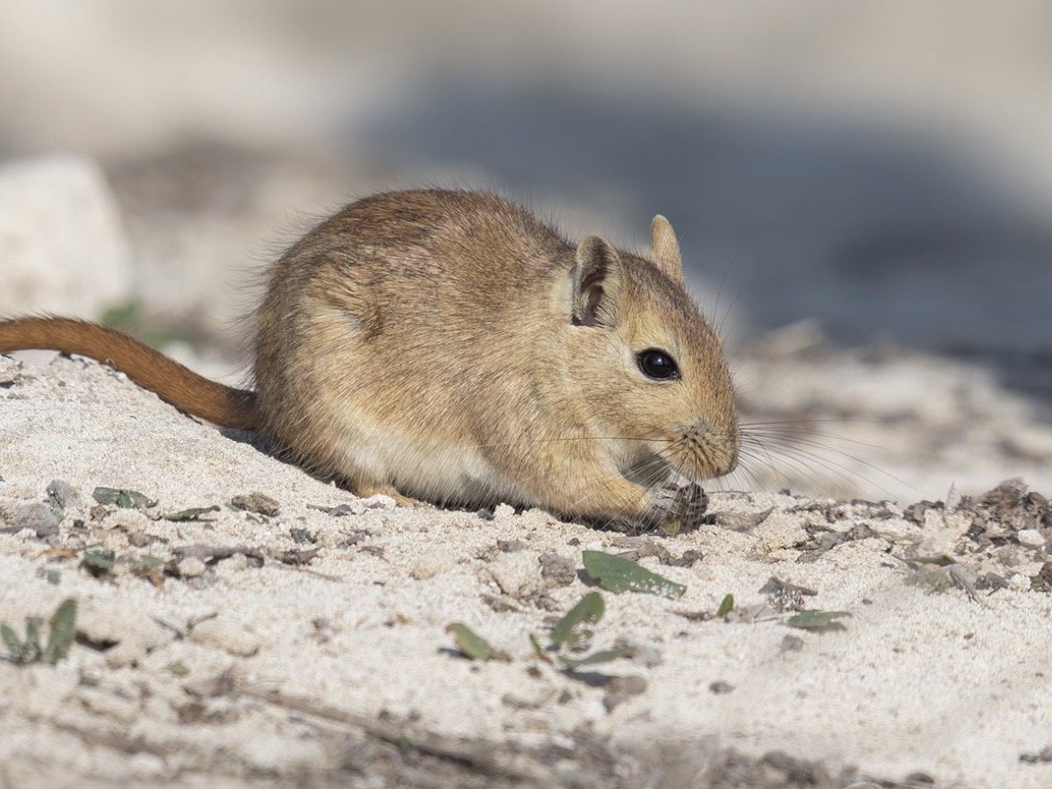Libyan Jird (Meriones libycus) | Animal Information | Animal Information