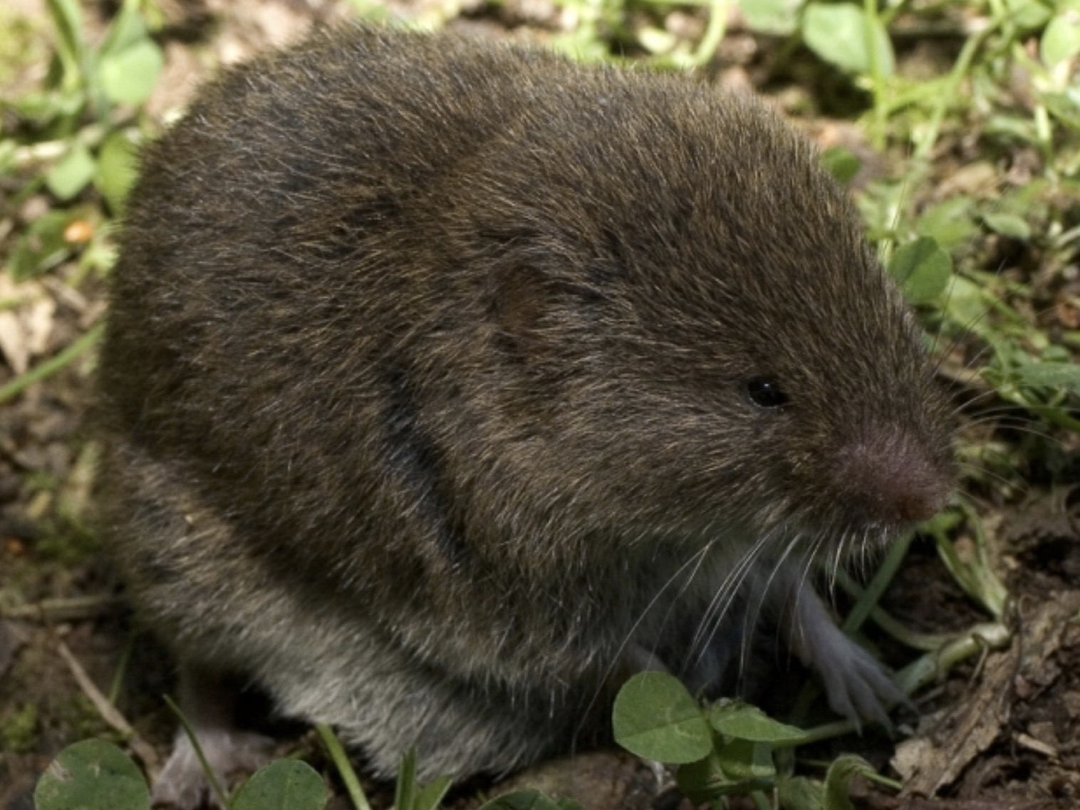 Lusitanian Pine Vole (Microtus lusitanicus) | Animal Information ...
