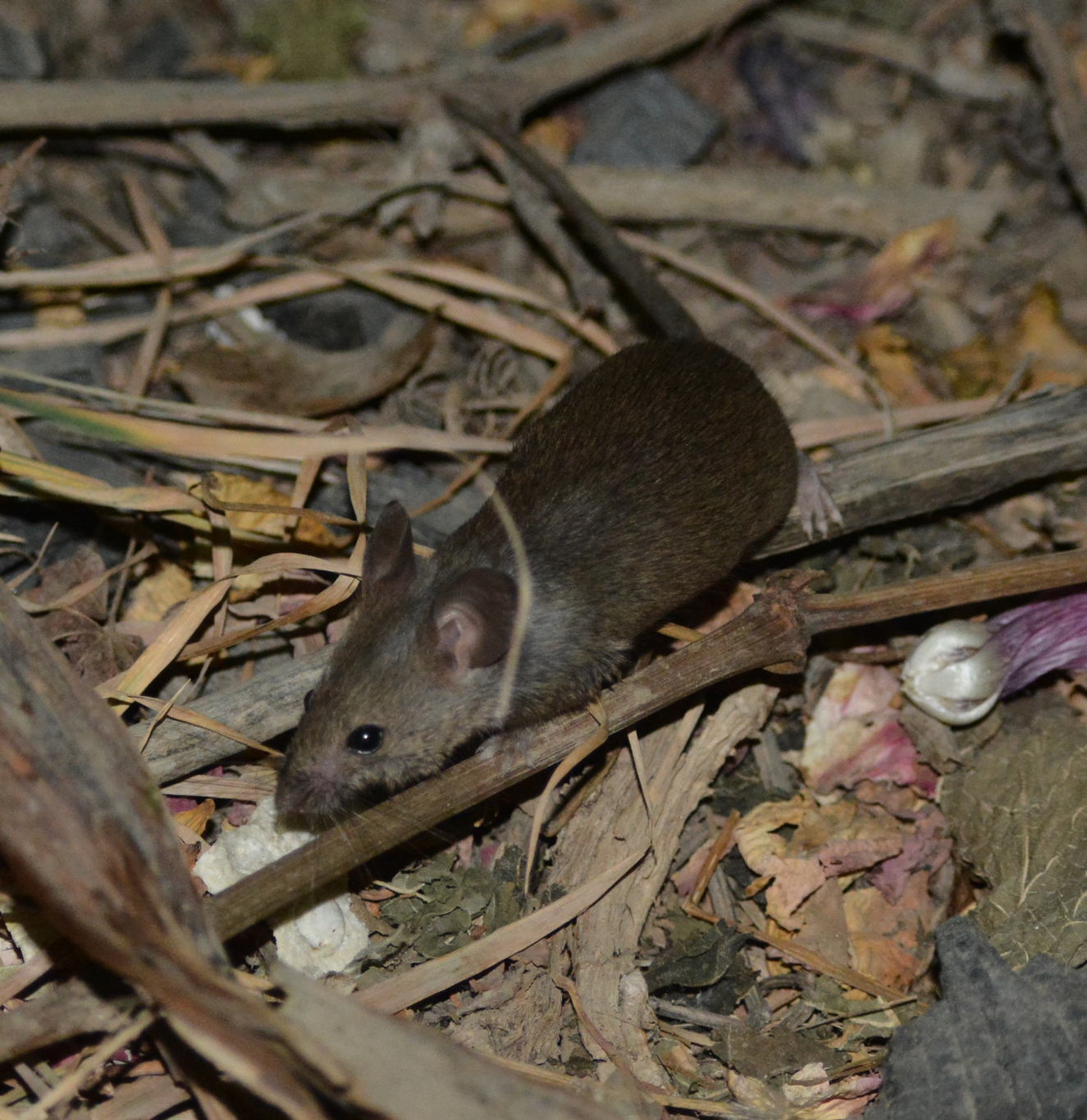 Macedonian Mouse (Mus macedonicus) | Animal Information | Animal ...