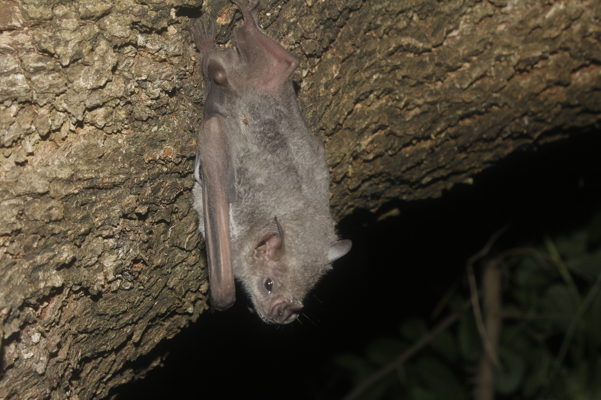 Hairy Fruit-eating Bat (Artibeus hirsutus) | Animal Information ...