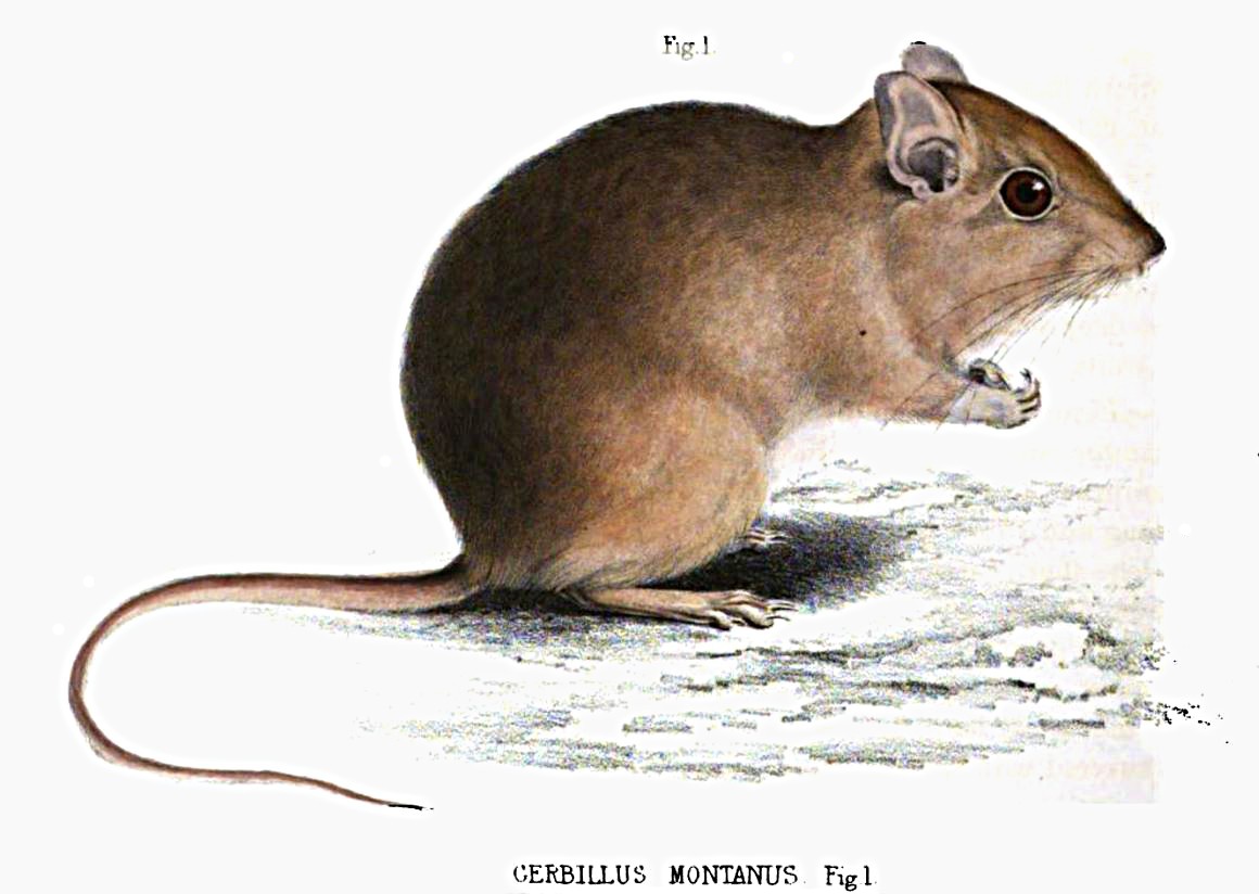 Highveld Gerbil (Gerbilliscus brantsii) | Animal Information | Animal ...