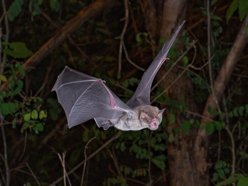 Mexican Common Mustached Bat (Pteronotus mexicanus) | Animal ...