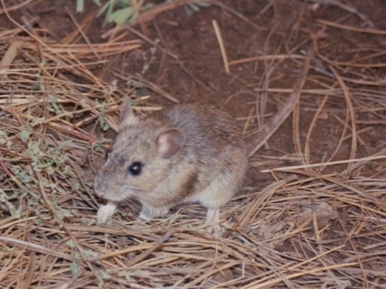 Mexican Woodrat (Neotoma mexicana) | Animal Information | Animal ...