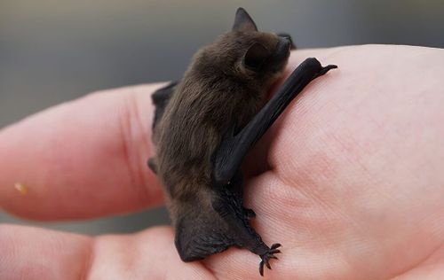 Smallest Mammals: Bumblebee Bat & Etruscan Shrew | Animal Information ...