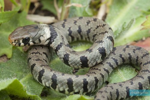 Do Grass Snakes Live in the UK? Habitat & ID | Animal Information ...