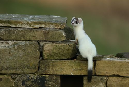 Stoat vs Weasel: Key Differences & ID Guide | Animal Information ...