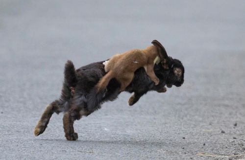 Stoat vs Weasel: Key Differences & ID Guide | Animal Information ...