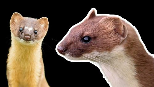 Stoat vs Weasel: Key Differences & ID Guide | Animal Information ...
