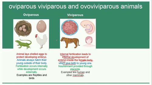 Animal Reproduction: Eggs to Live Birth | Animal Information | Animal ...