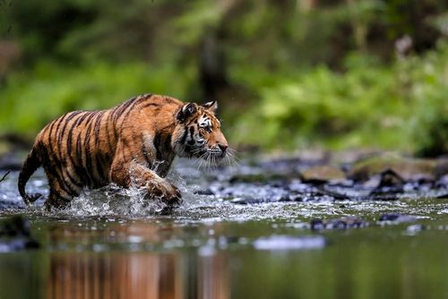 How Apex Predators Shape Nature | Animal Information | Animal Information