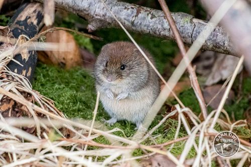 Are Adders Active in Early Spring? | Animal Information | Animal ...