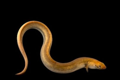 European Eel Lifespan - How Long Do They Live? | Animal Information ...